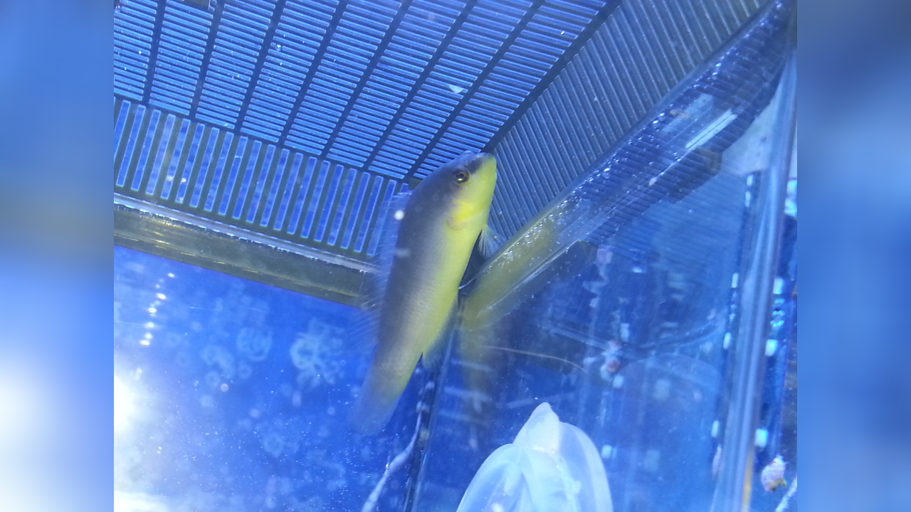 Pseudochromis ransonneti Karimunjawa Zwergbarsch