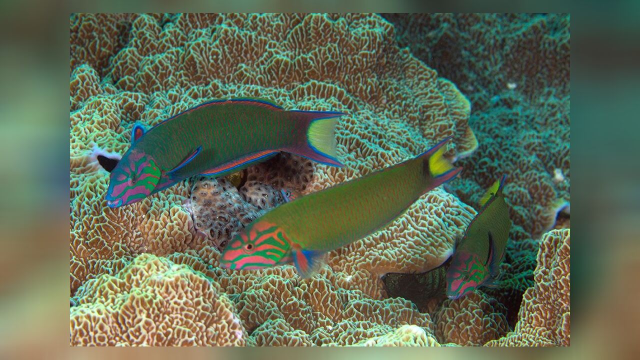 Thalassoma lunare Blue wrasse, Crescent-Tail Wrasse, Crescent wrasse ...