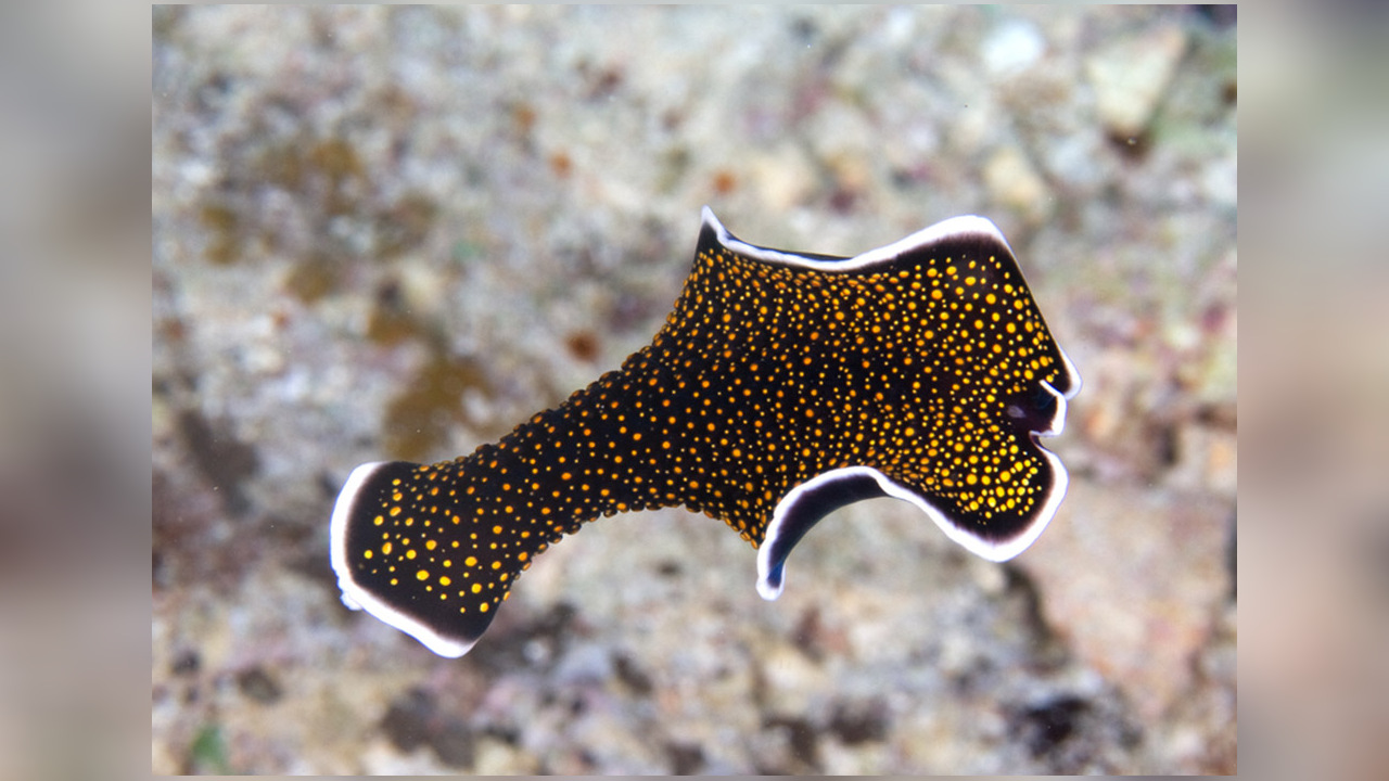 Thysanozoon nigropapillosum Yellow Papillae Flatworm, Gold-Speckled ...