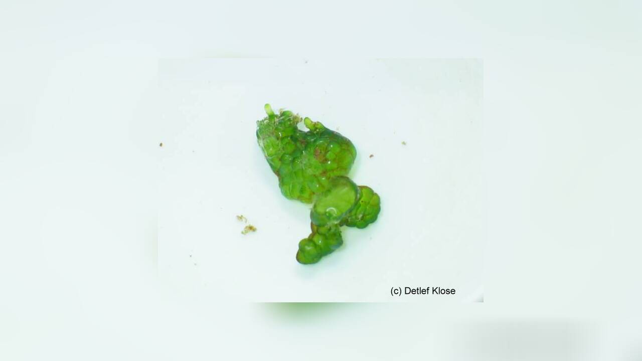 Dictyosphaeria ocellata Algae