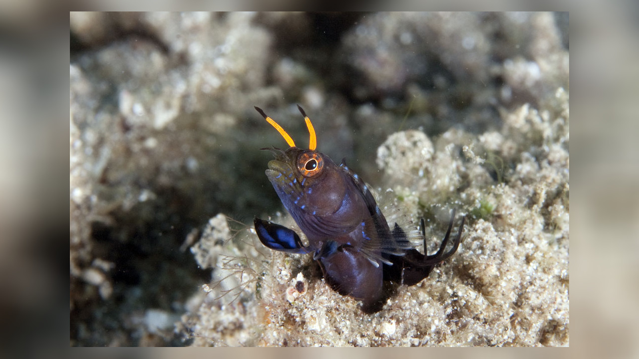 Emblemaria hypacanthus Gulf signal blenny