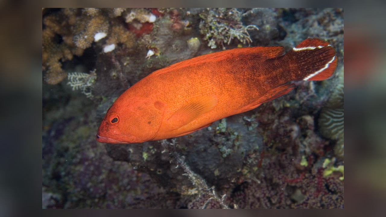 Cephalopholis urodeta Banded-tail Coral-cod, Black-finange Rock Cod ...