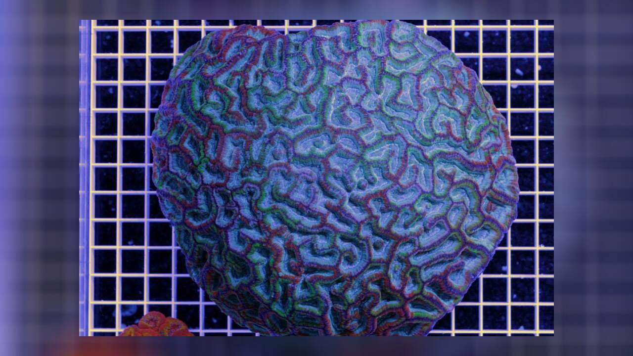 Australophyllia wilsoni großpolypige Steinkoralle