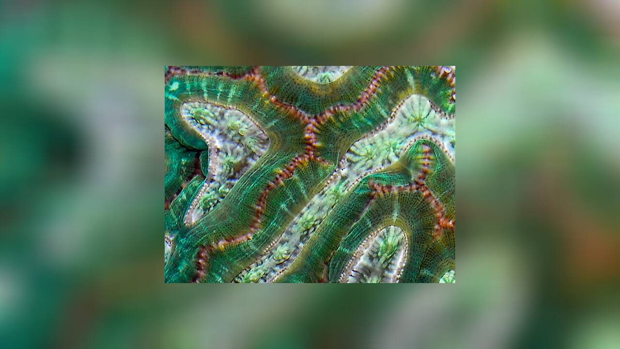 Australophyllia wilsoni Sinuous Cup Coral