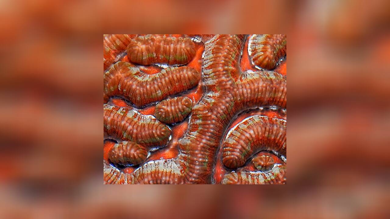 Australophyllia wilsoni großpolypige Steinkoralle