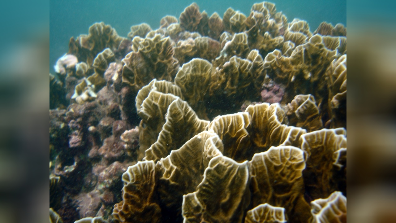 Millepora striata Feuerkoralle