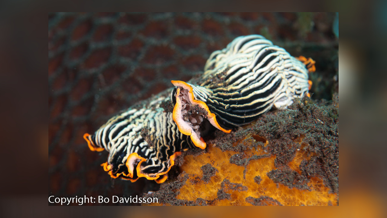 Armina magna Nudibranchia