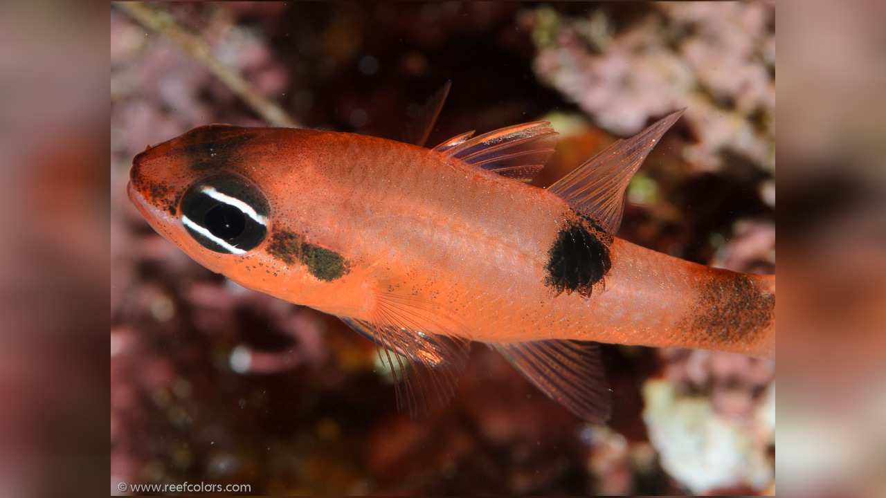 Apogon maculatus Flamefish