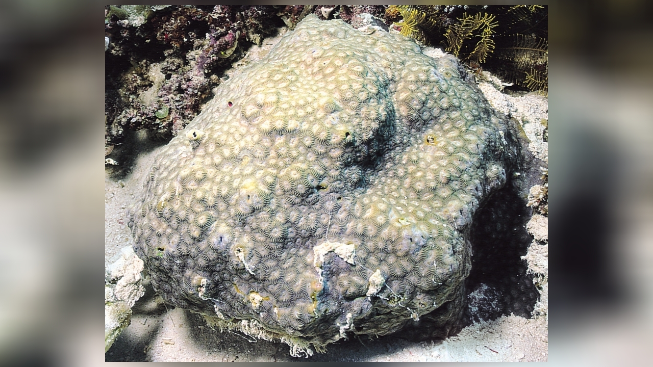 Montastrea magnistellata Großpolypige Steinkoralle