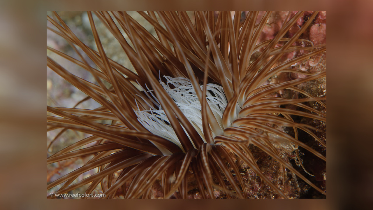 Andresia parthenopea Anemone