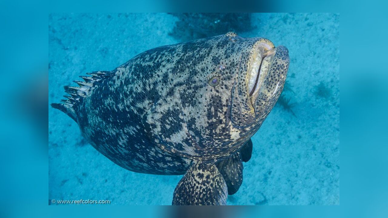 Epinephelus itajara Riesenzackenbarsch