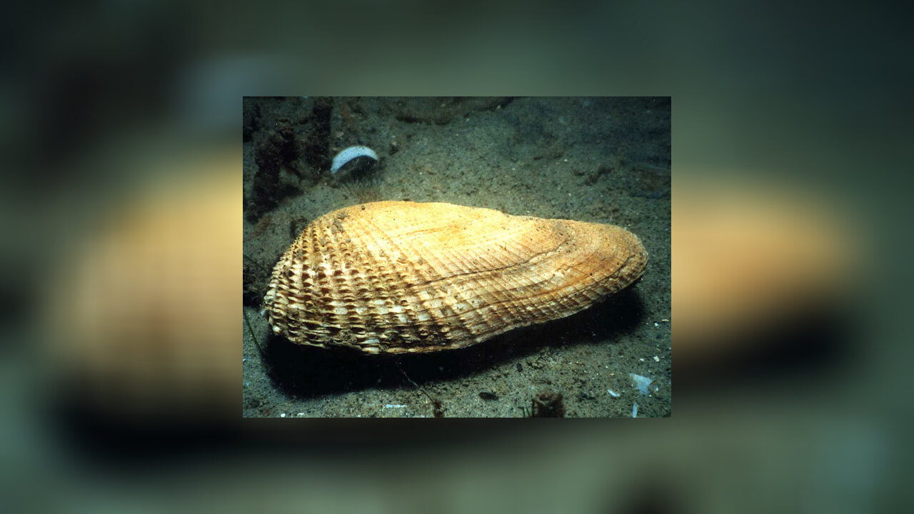 Petricolaria pholadiformis Amerikanische Bohrmuschel