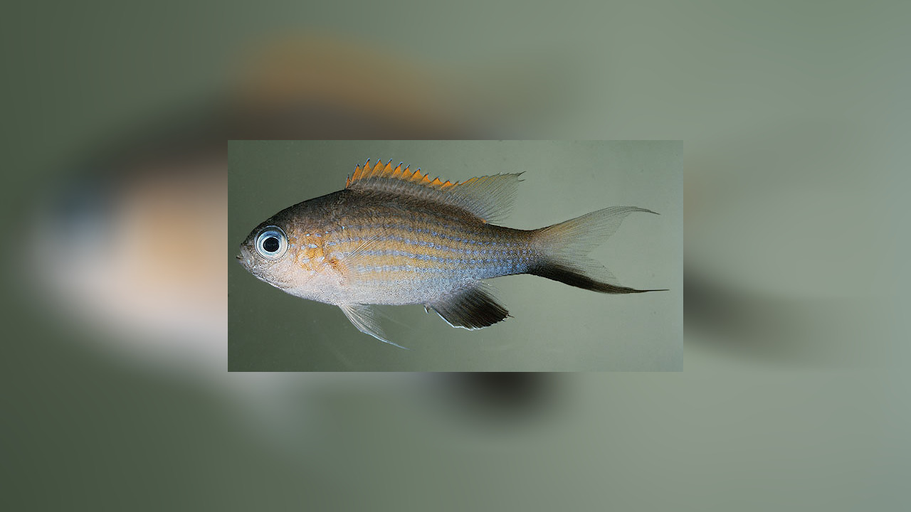 Chromis vanderbilti Vanderbilt's Chromis