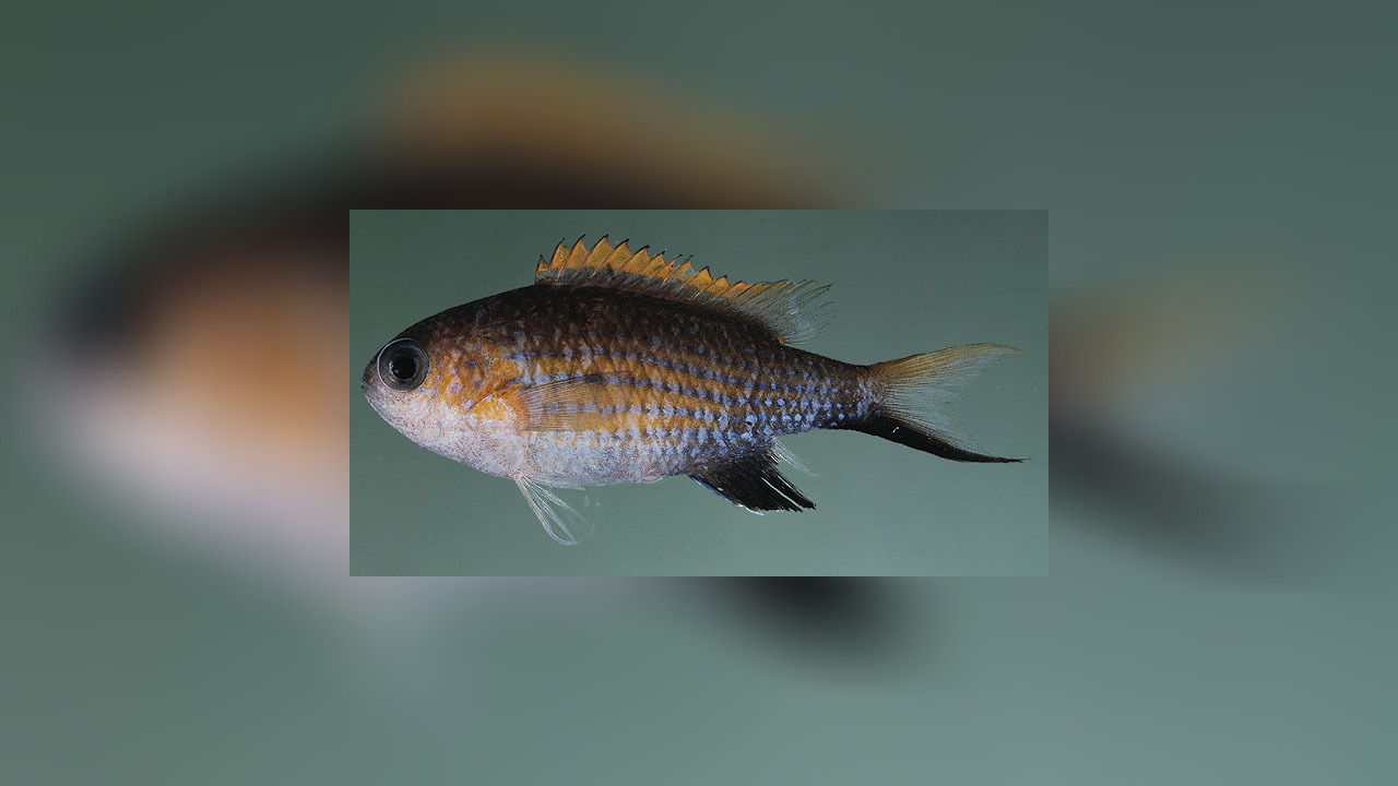 Chromis vanderbilti Vanderbilt's Chromis