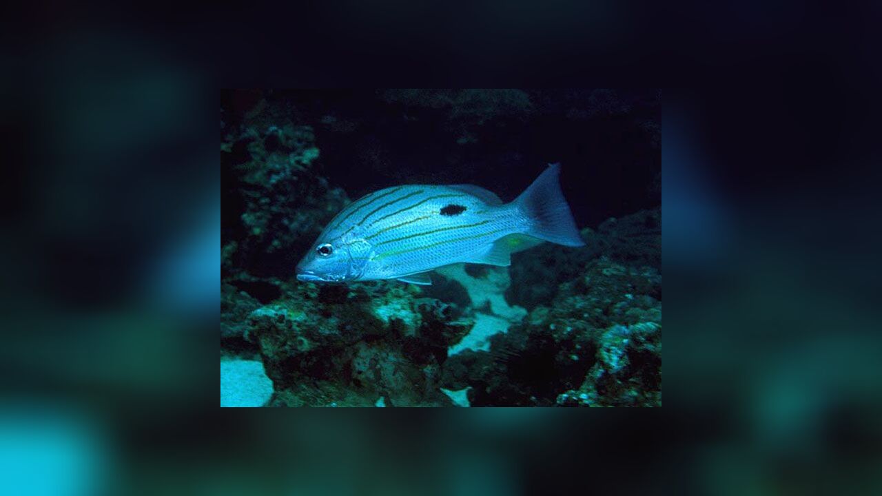 Lutjanus russellii Fingermark Bream, Moses Perch, Moses Seaperch, Moses ...