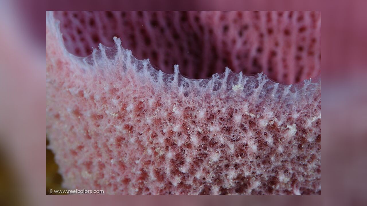 Niphates digitalis Niphates digitalis