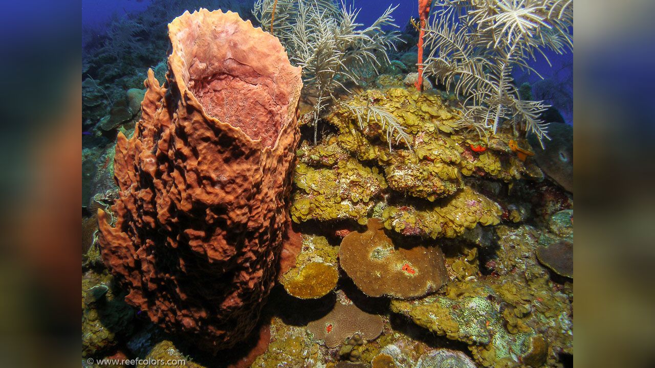 Verongula gigantea Giant barrel sponge, Netted Barrel Sponge