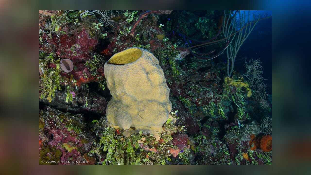 Verongula gigantea Giant barrel sponge, Netted Barrel Sponge