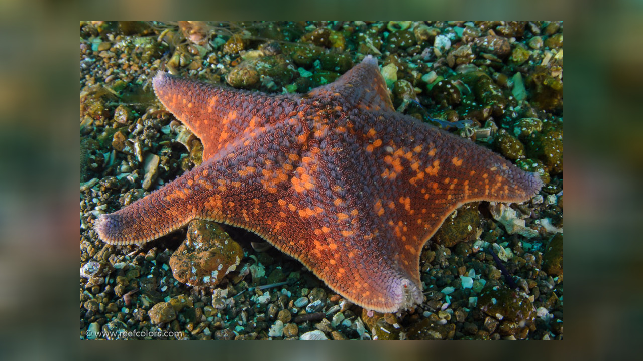 Patiria miniata Bat star, Goldfish Bowl