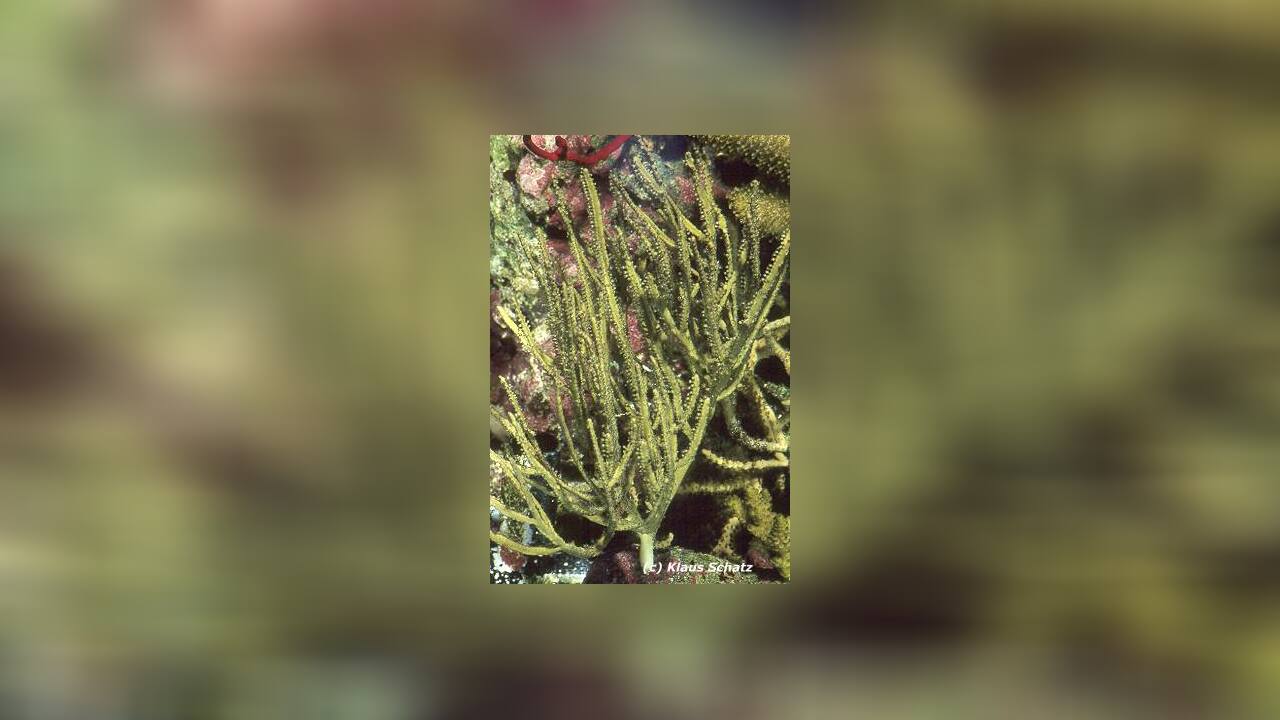 Pterogorgia citrina Gelbe Gorgonie