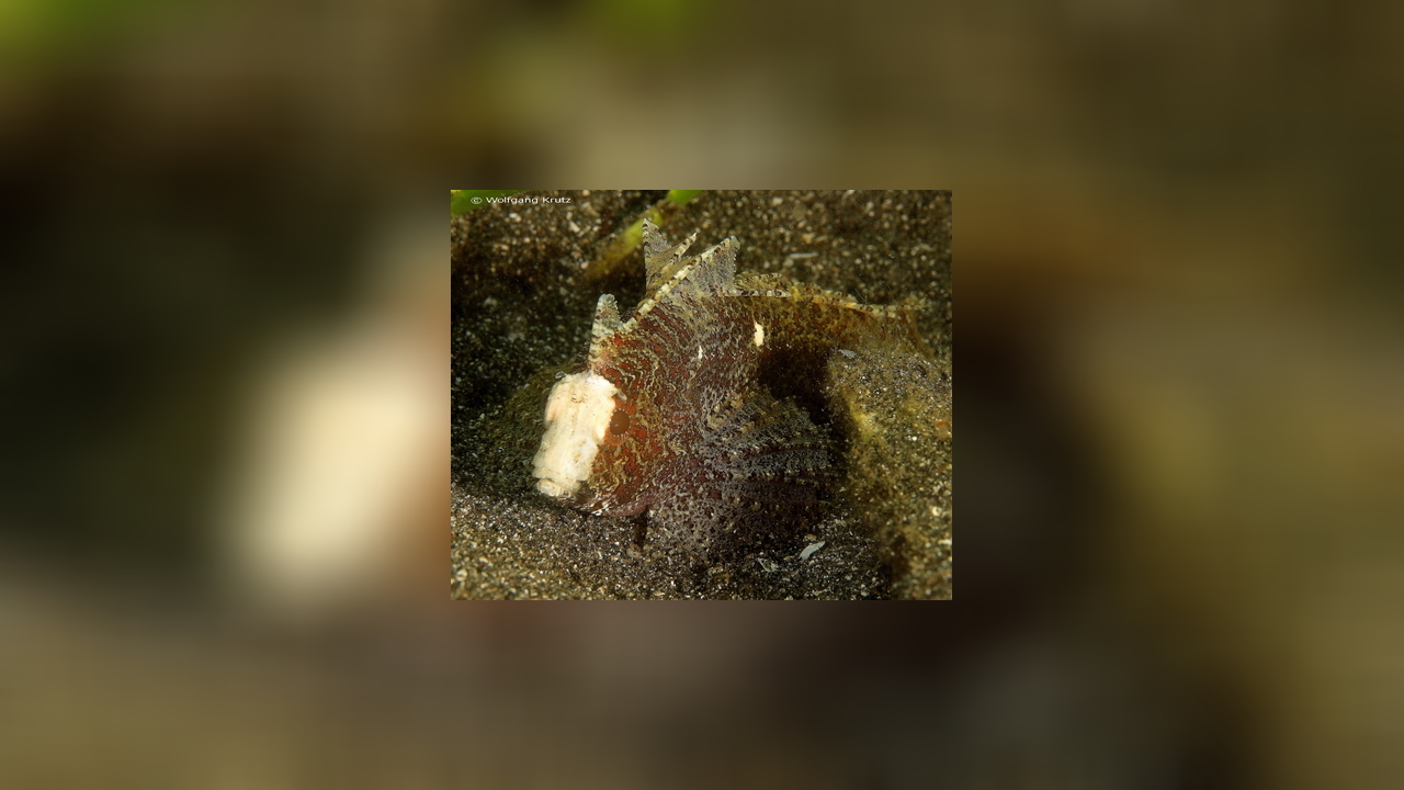 Paracentropogon longispinis Long Spine Wasp Fish, Wispy Waspfish ...