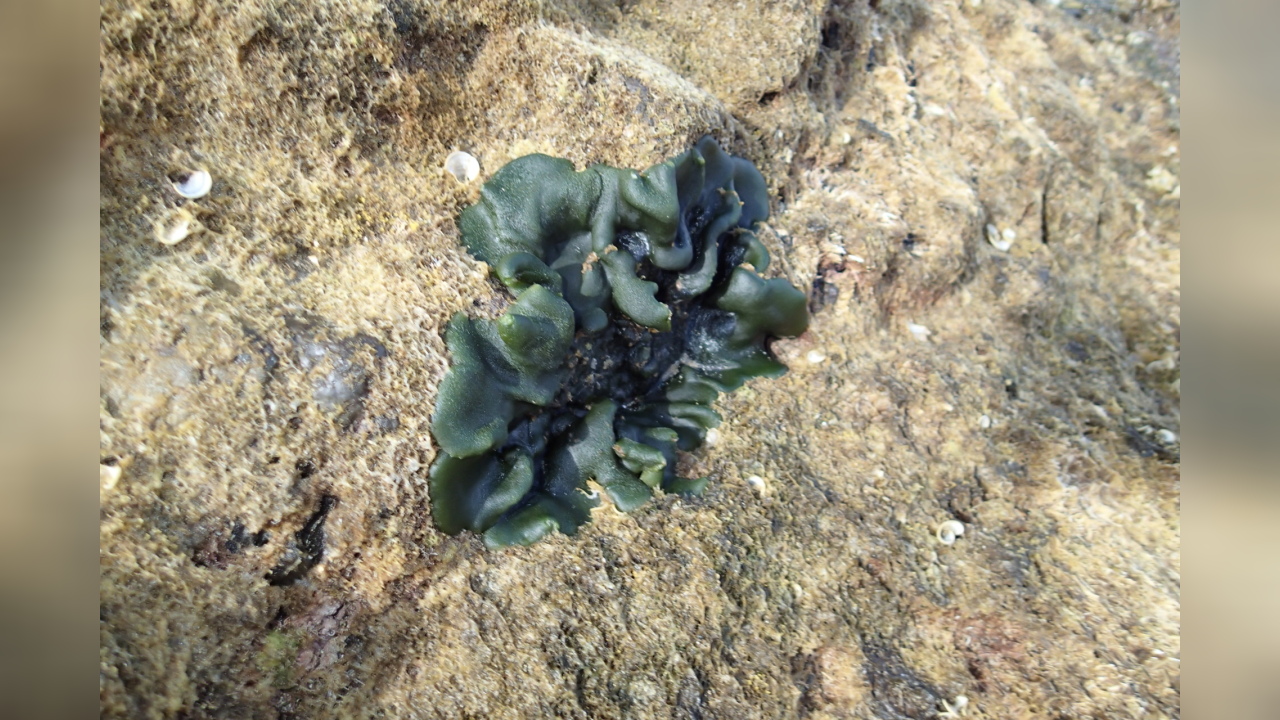 Codium adhaerens Algae