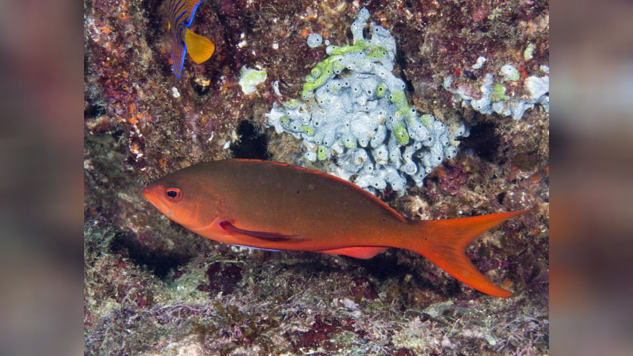 Paranthias colonus Pacific Creole-fish, Pacific Creolfis