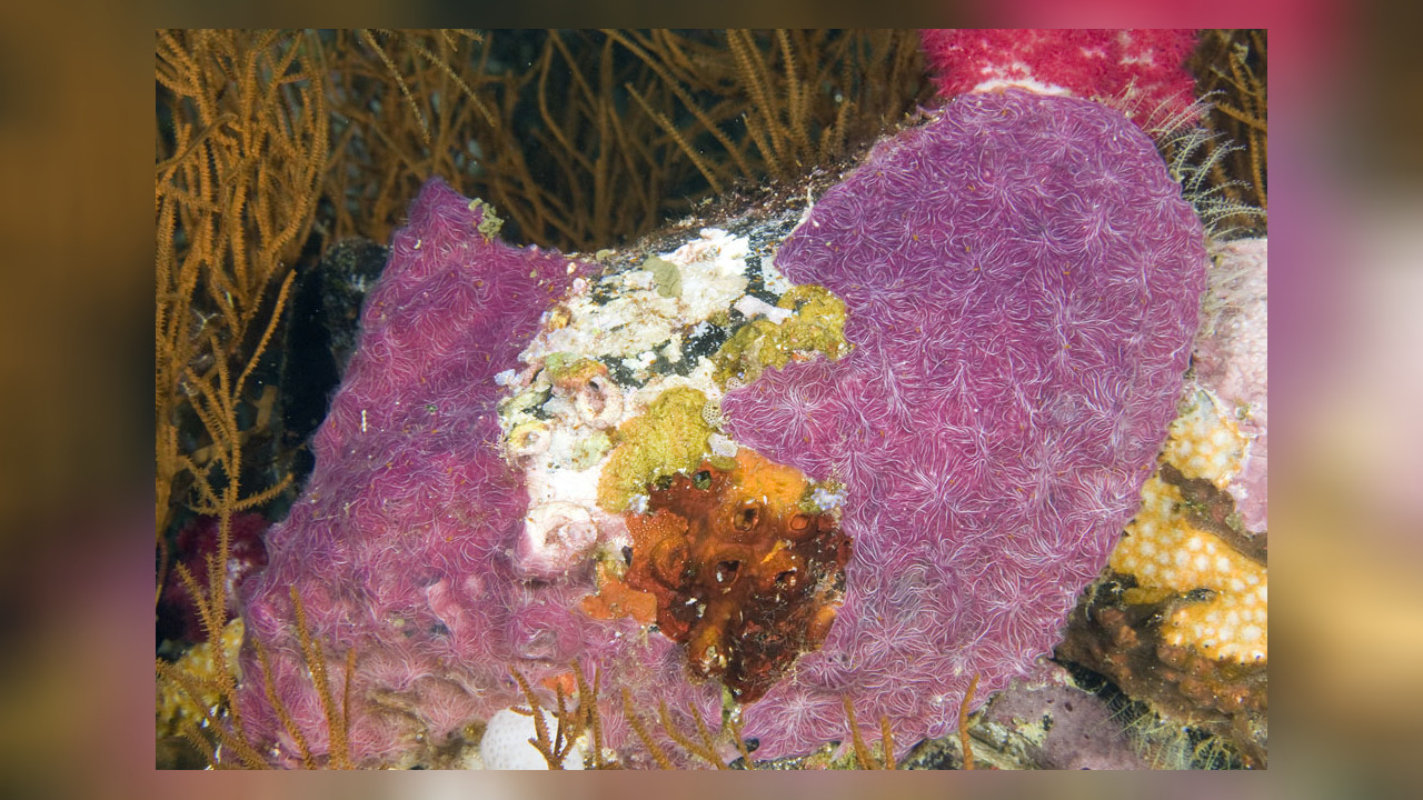 Pteria penguin Penguin wing oyster