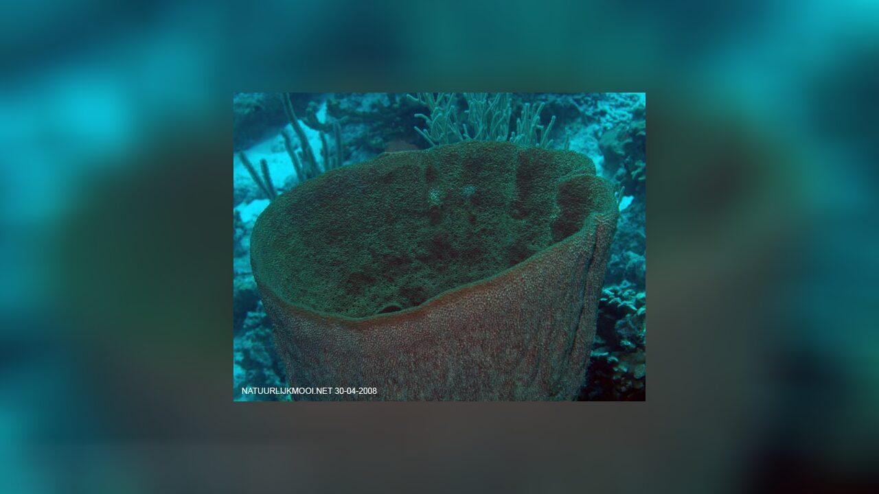 Verongula gigantea Giant barrel sponge, Netted Barrel Sponge