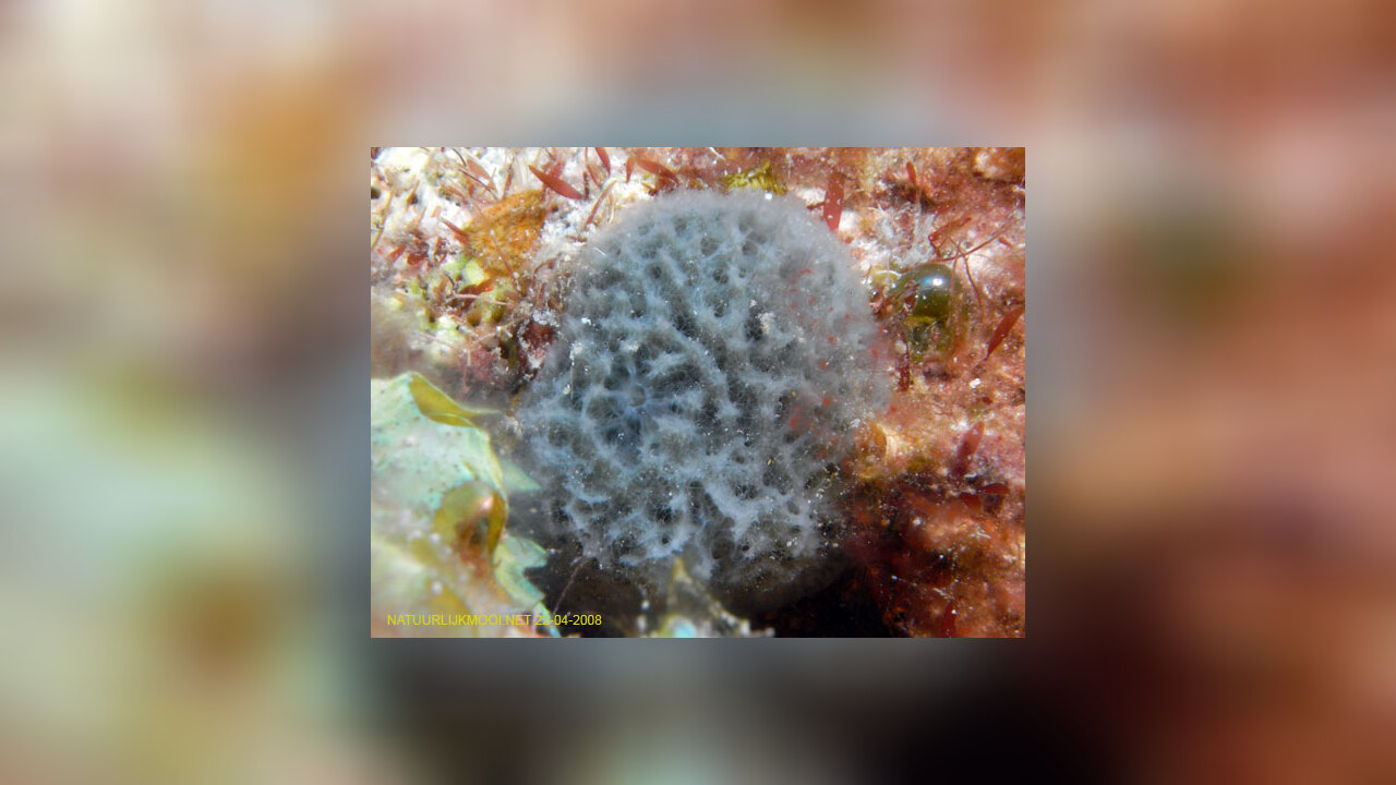 Niphates erecta Lavender rope sponge