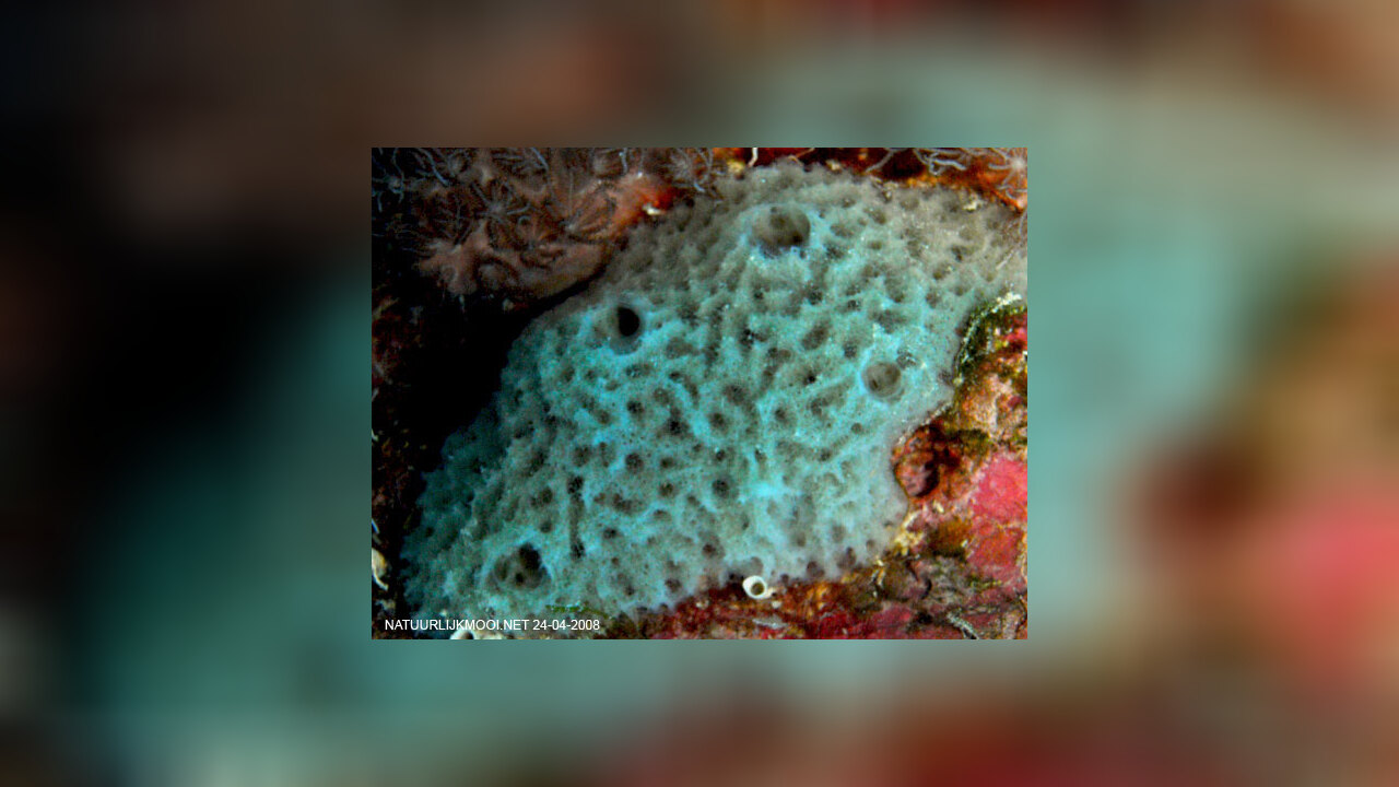 Niphates erecta Lavender rope sponge