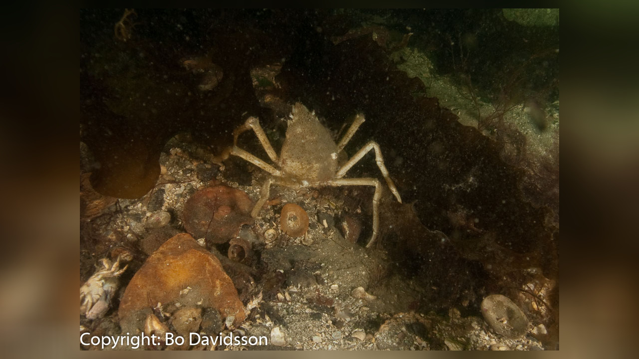 Hyas coarctatus Toad crab, Arctic lyre crab