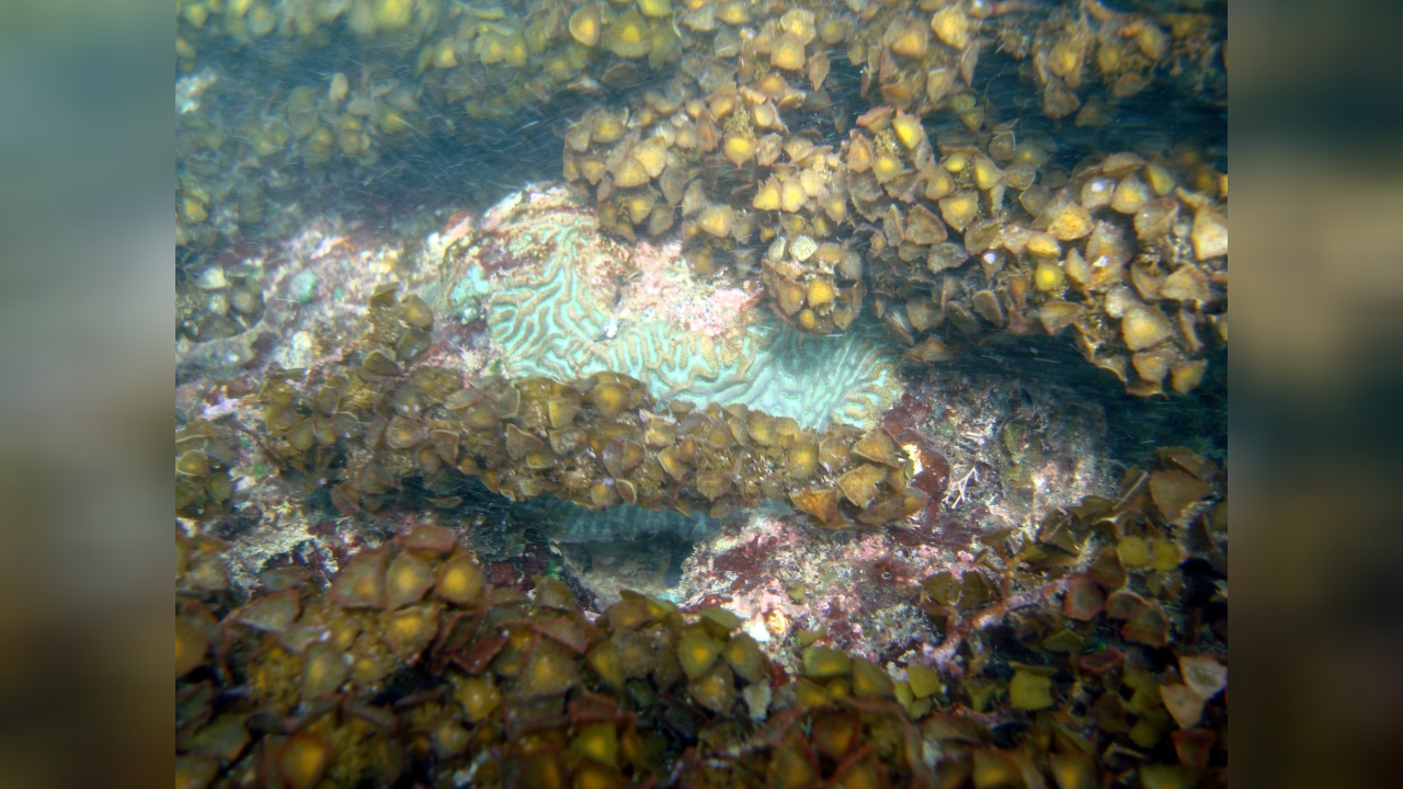 Turbinaria turbinata Turbinaria turbinata