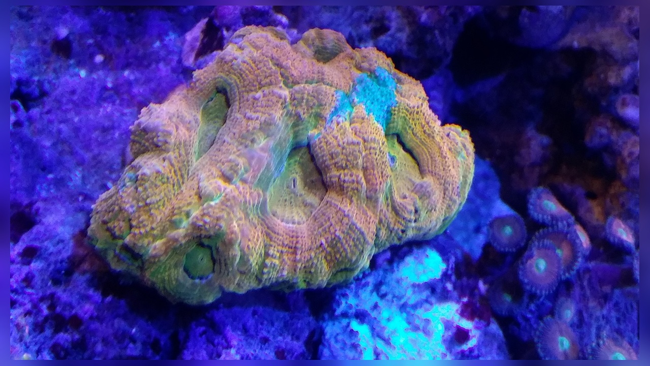 Homophyllia bowerbanki Großpolypige Steinkoralle