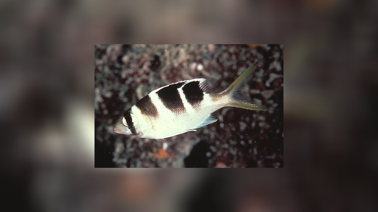 Monotaxis grandoculis Bigeye Barenose, Bigeye Bream, Big-eye Bream ...