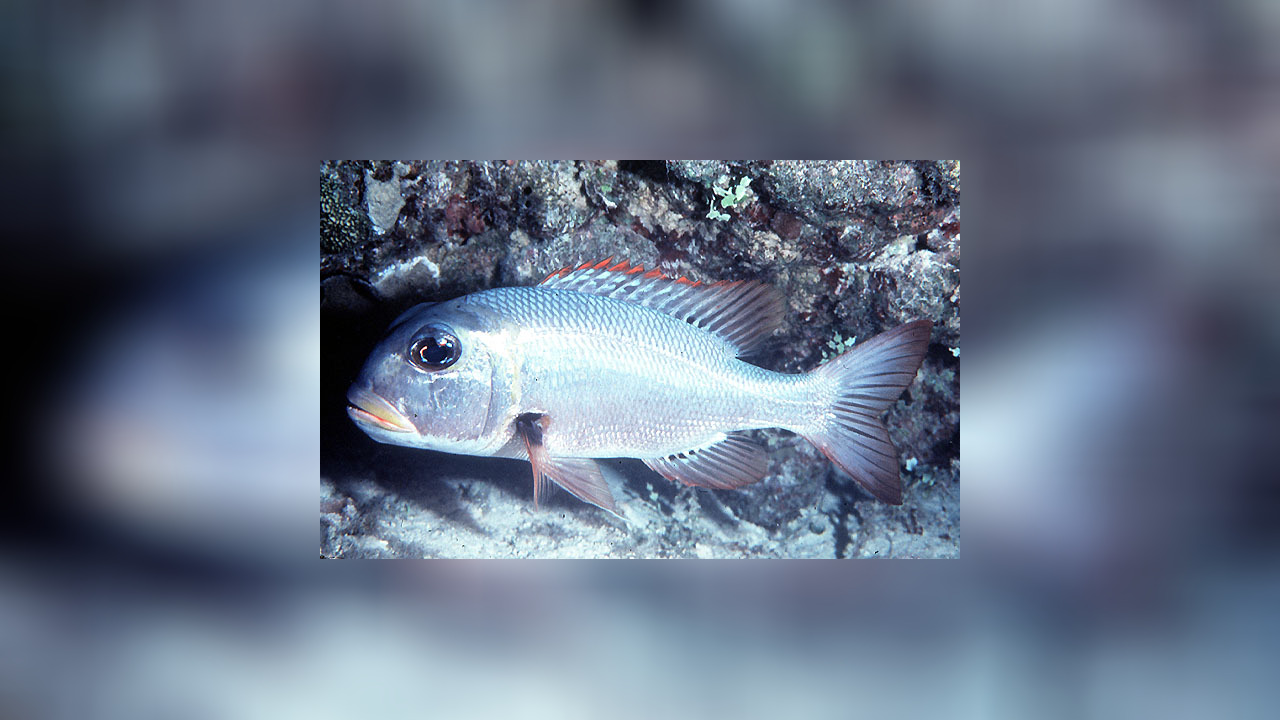 Monotaxis grandoculis Bigeye Barenose, Bigeye Bream, Big-eye Bream ...