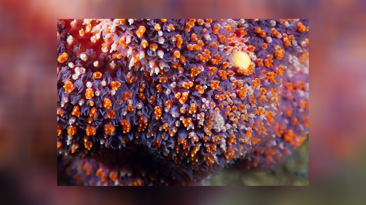 Aphelasterias japonica Japan Starfish