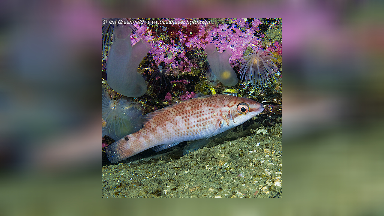 Ctenolabrus rupestris Goldsinny, Gold-sinny, Goldsinny Wrasse, Rock cook