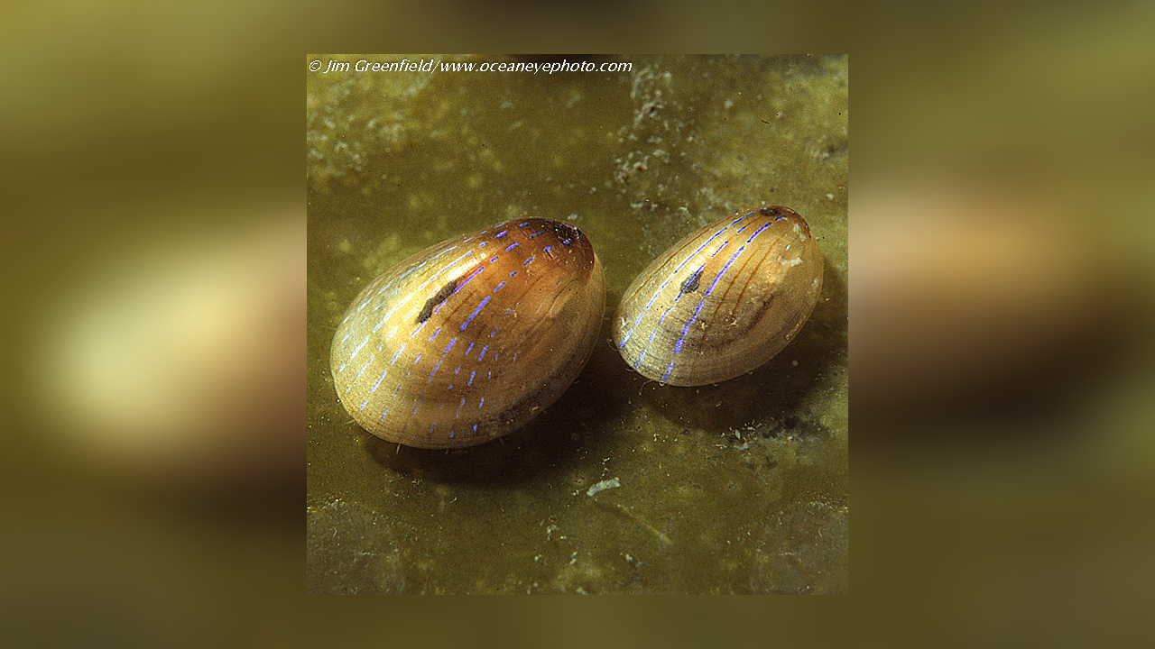 Patella pellucida blue-rayed limpet