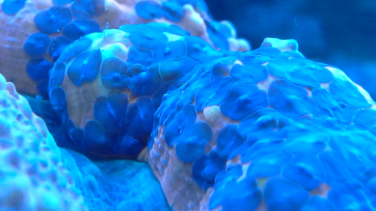 Waminoa sp.01 Acoel Worms,Pumpkin Flatworms