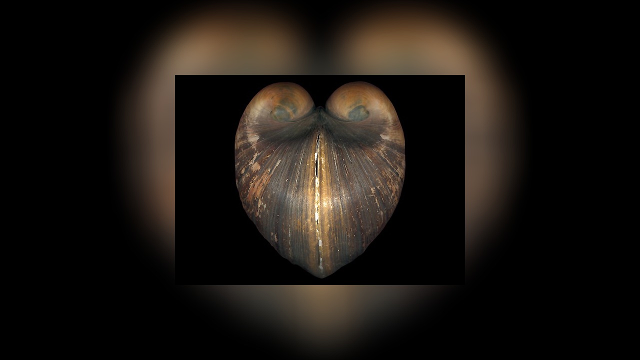 Heart Shaped Clam