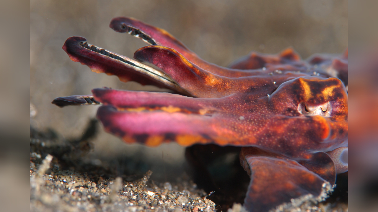 Metasepia pfefferi Flamboyant cuttlefish