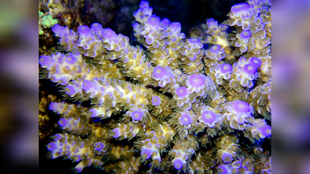 Acropora tenuis Acropora tenuis