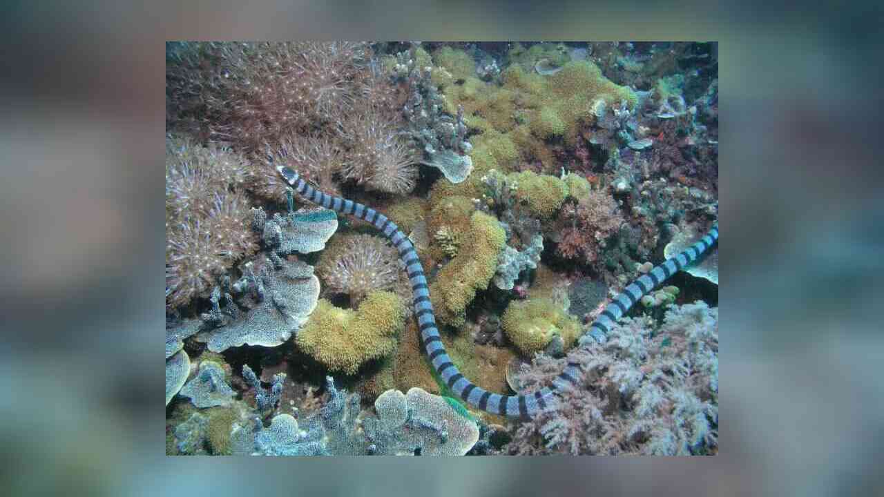 Hydrophis belcheri Faint-banded seasnake