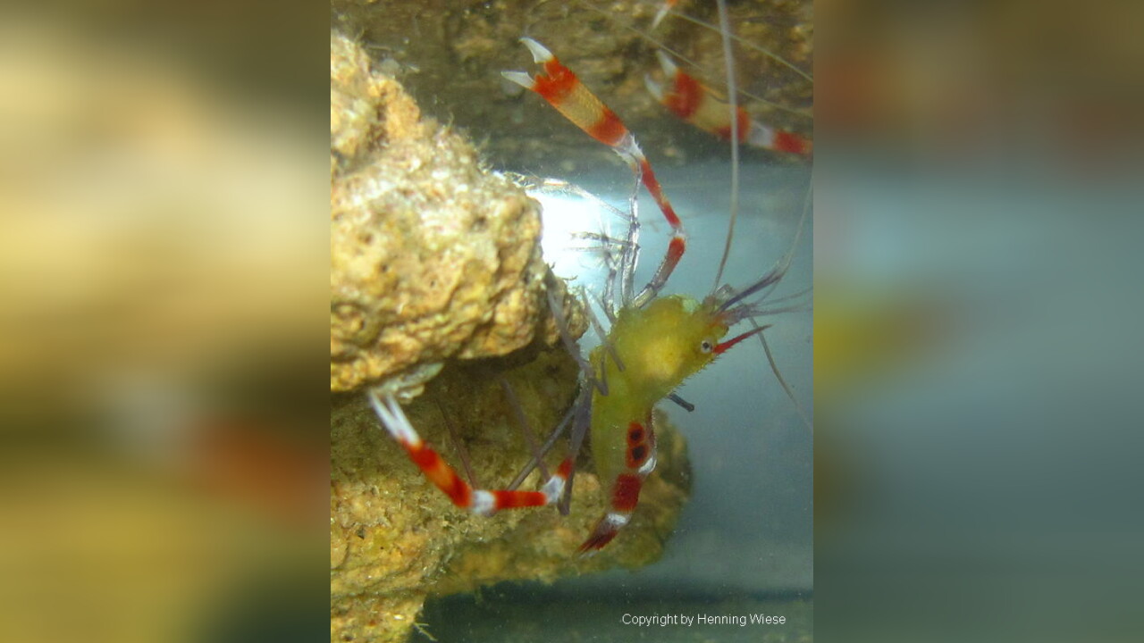 Stenopus cyanoscelis Blaubein-Scherengarnele