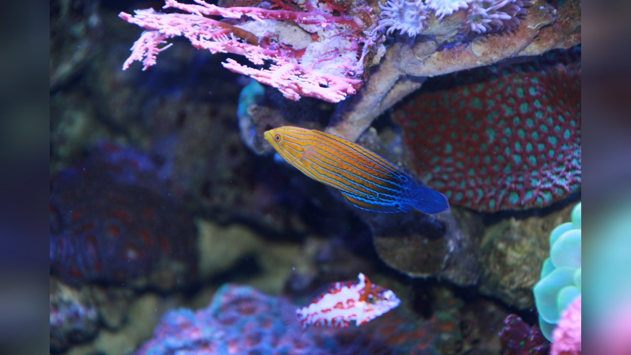 Anampses femininus Blue-striped Orange Tamarin, Blue-tail Wrasse ...