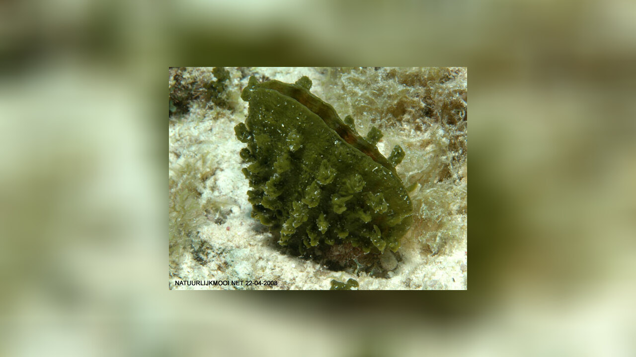 Pinna carnea Steckmuschel