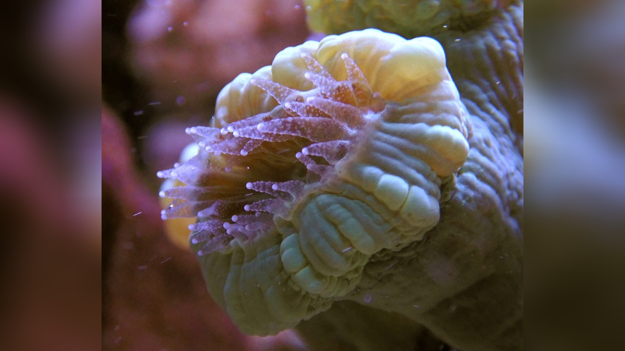 Caulastraea furcata