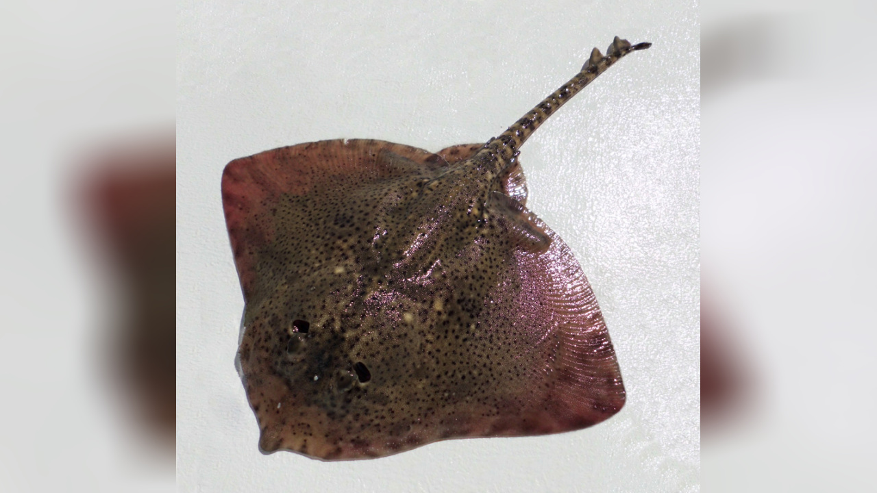 Raja clavata Thornback ray
