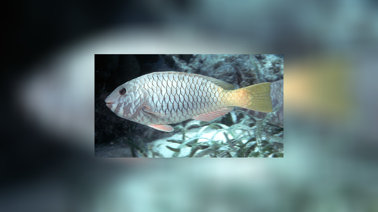 Sparisoma rubripinne Redfin Parrotfish, Roughscale Kwob, Roughscale ...